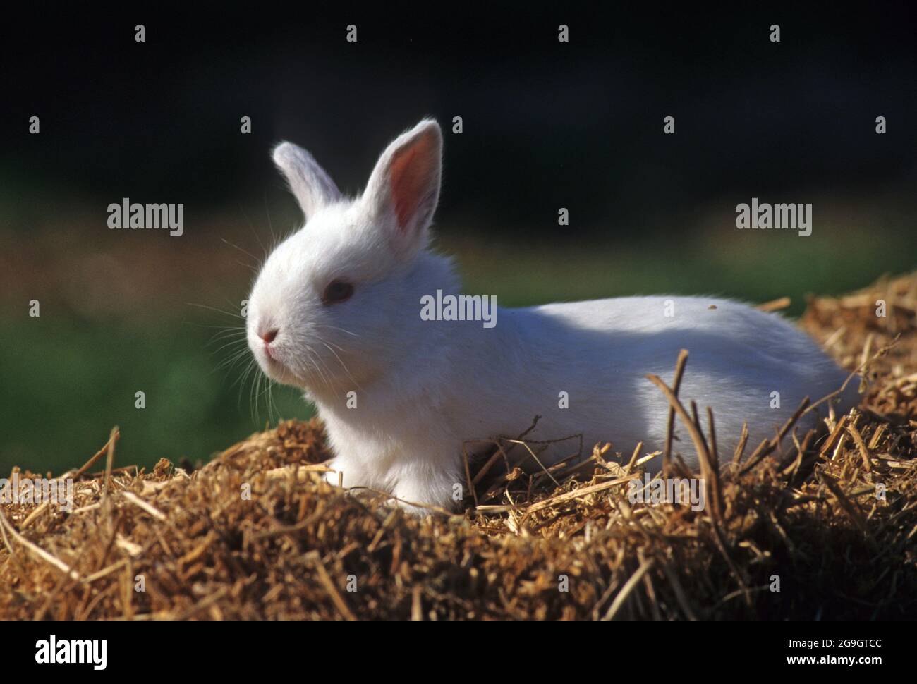 domesticated European rabbit (Oryctolagus cuniculus), which has been ...