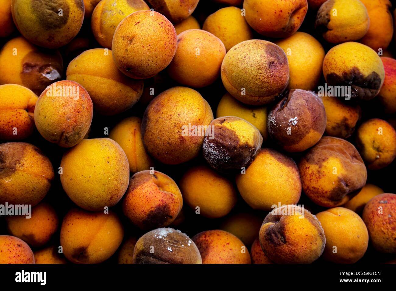Rotten fruits hi-res stock photography and images - Alamy