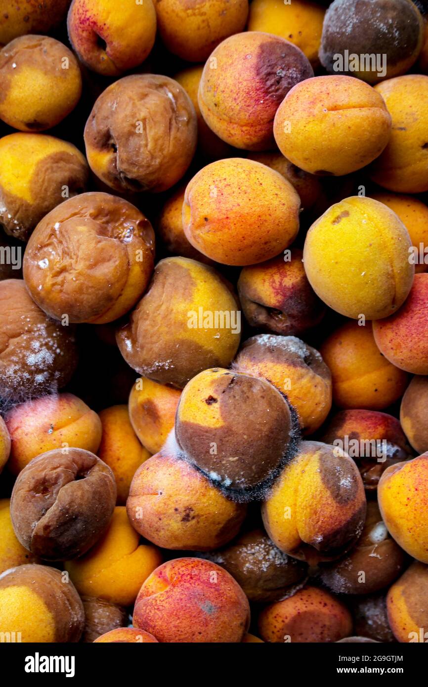 Wormy fruit hi-res stock photography and images - Alamy