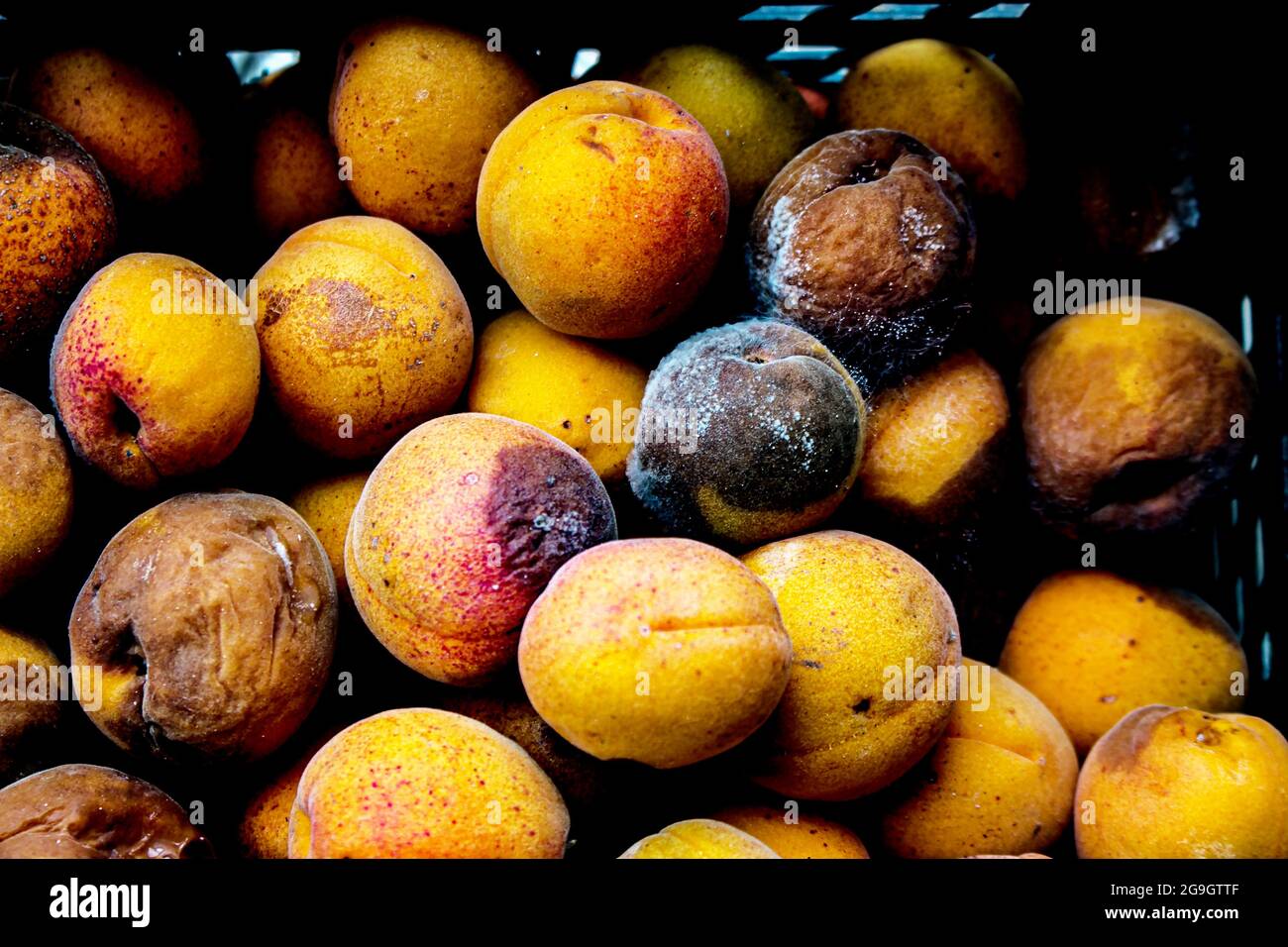 Rotten moldy peaches hi-res stock photography and images - Alamy