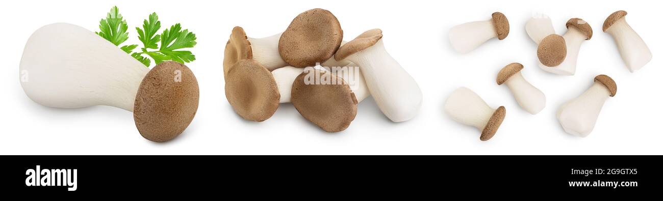 King Oyster mushroom or Eringi isolated on white background . Set or ...