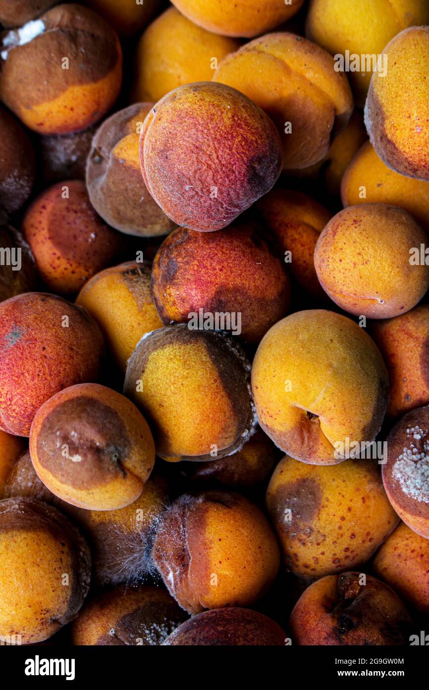 Rotten fruits hi-res stock photography and images - Alamy