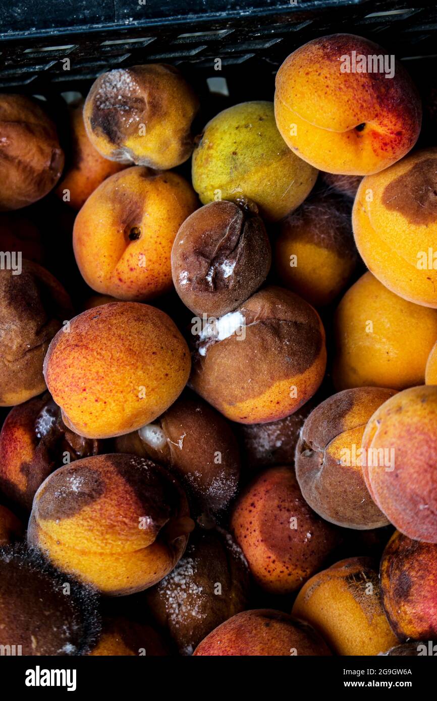 Rotten fruits hi-res stock photography and images - Alamy