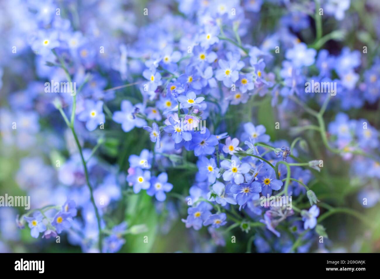 Real pretty delicate blue forget-me-not flowers for nice and soft ...