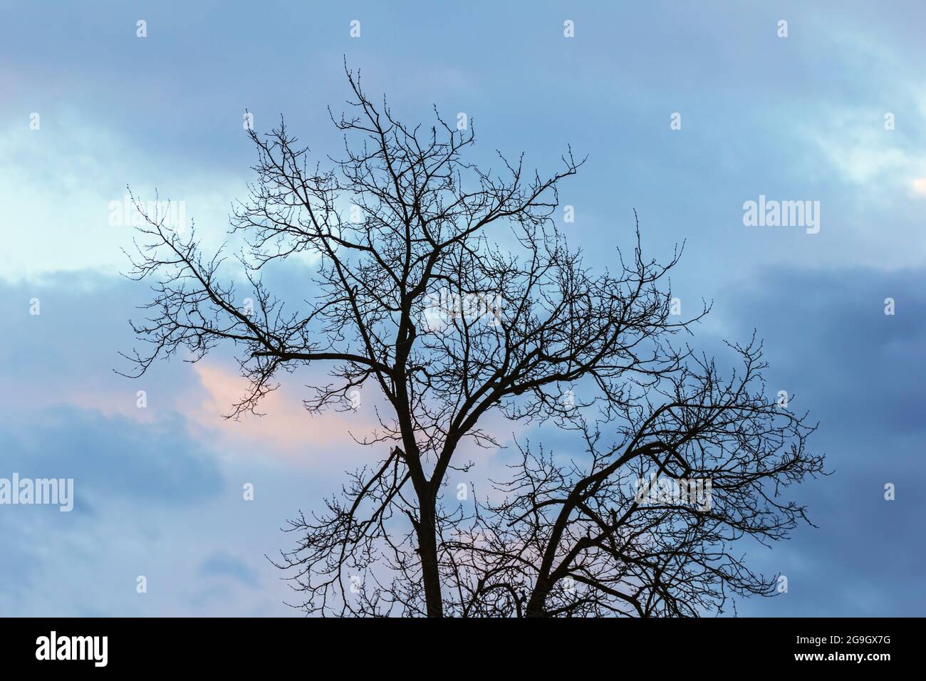 Real silhouette of leafless tree against deep blue-purple and pink sky ...