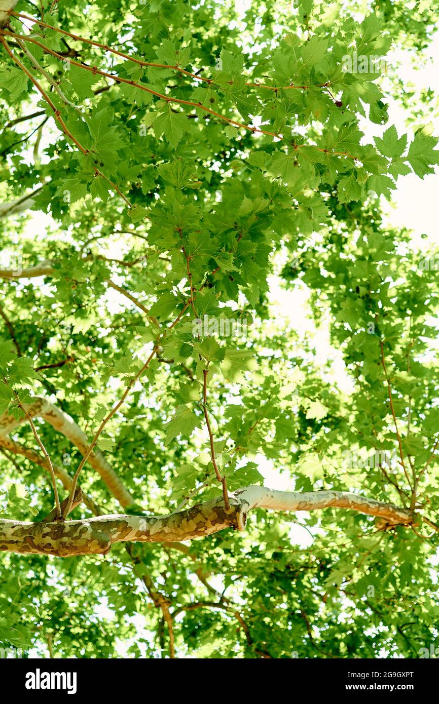 Branch of plane tree with green foliage Stock Photo - Alamy