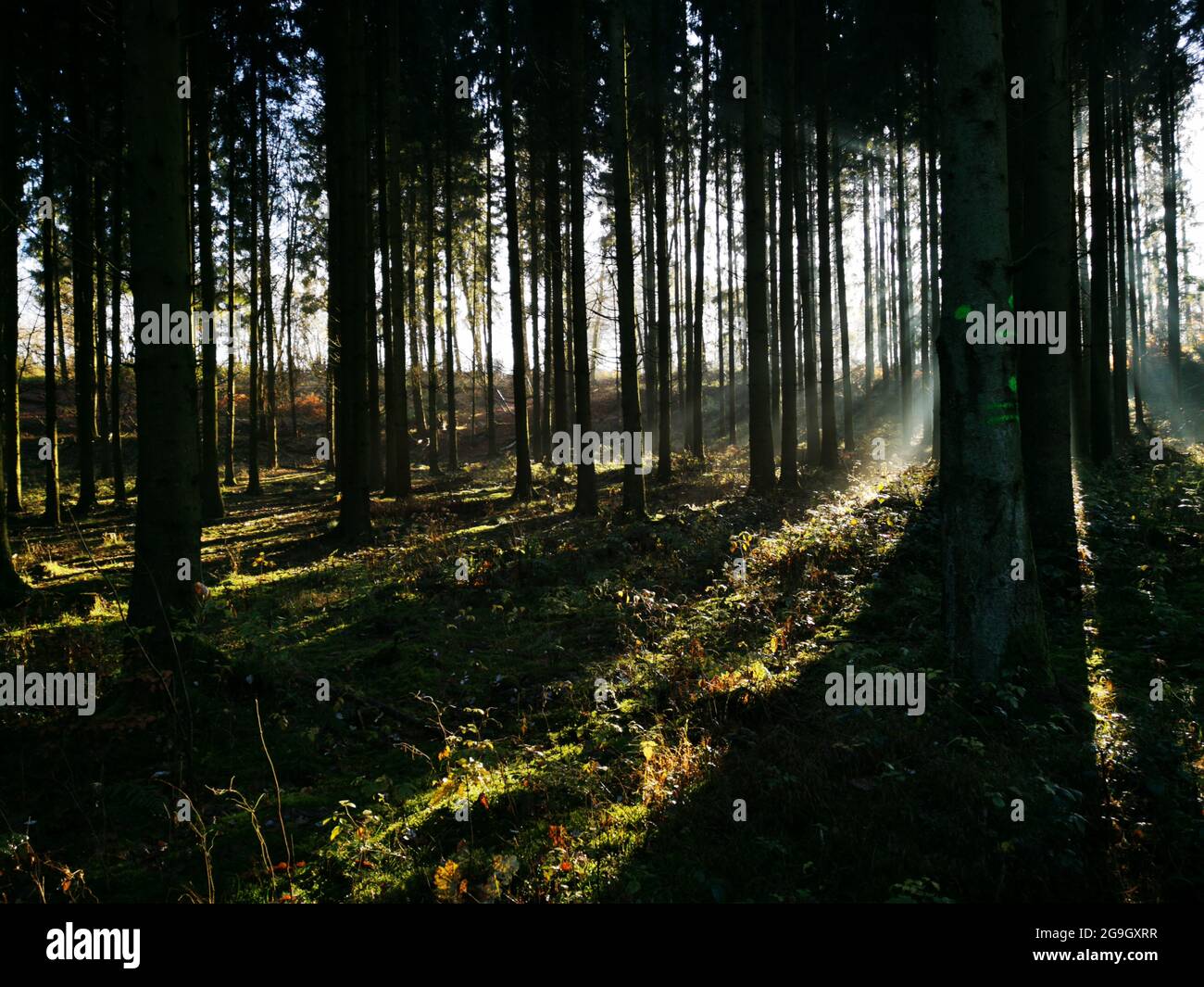 Mesmerizing shot of the morning sun rays penetrating through the trees ...