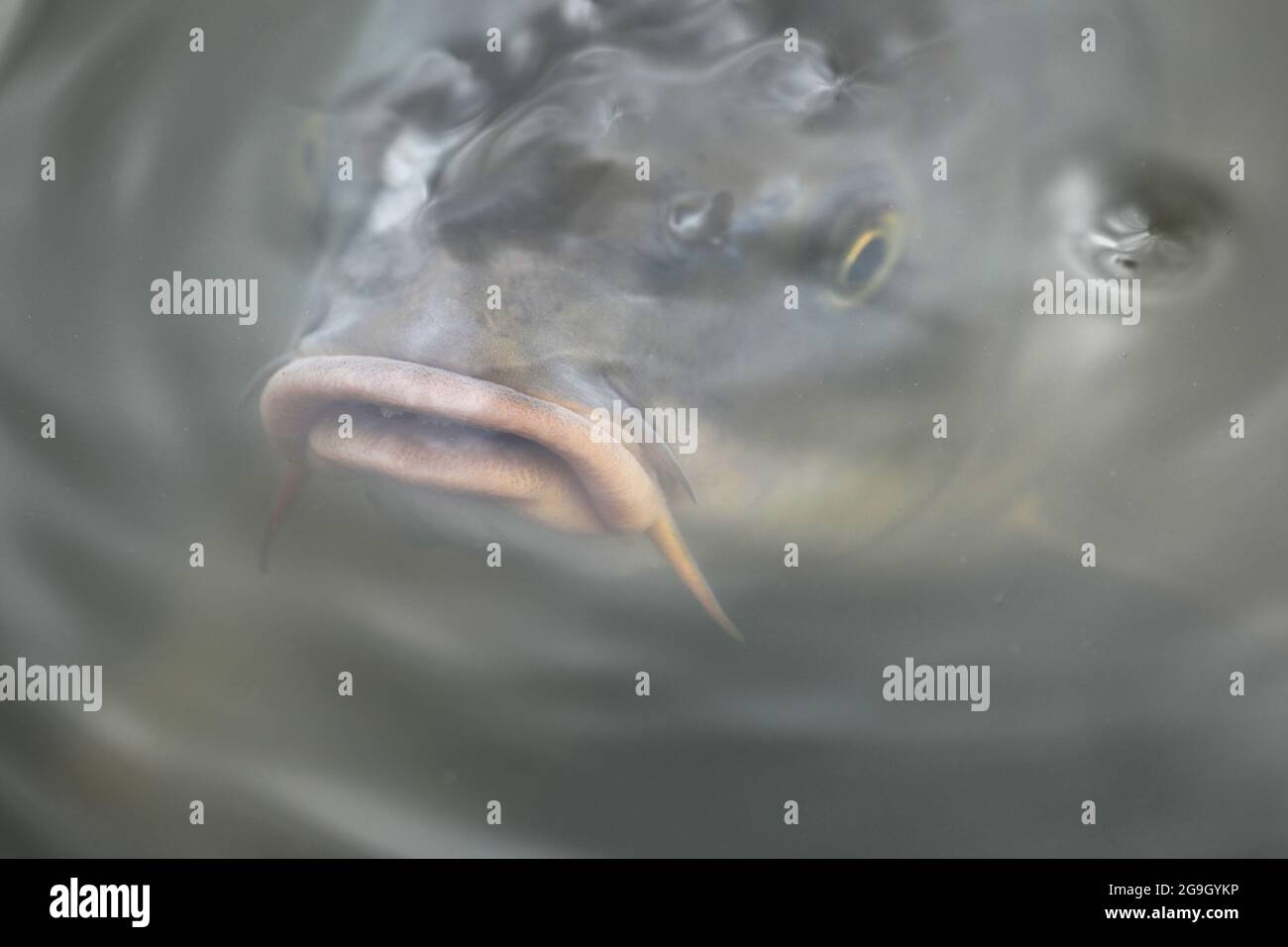 Carp mirror carp fish floating in the water Stock Photo - Alamy