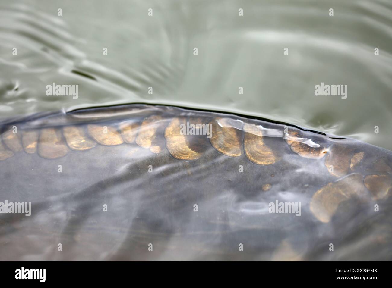 Mirror carp underwater hi-res stock photography and images - Alamy