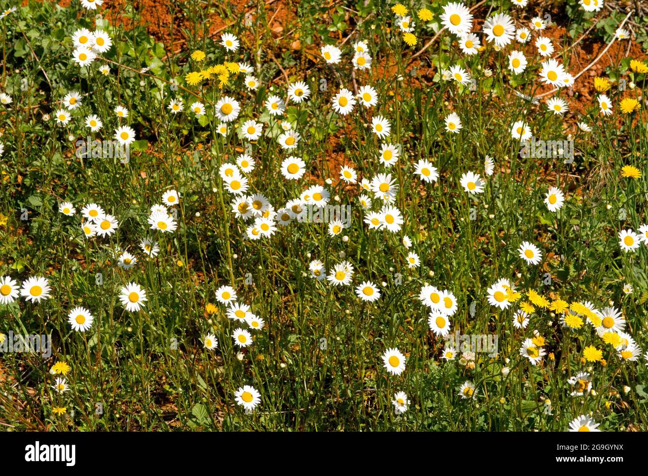Early summer wildflowers growing on a red sandstone bank Stock Photo ...