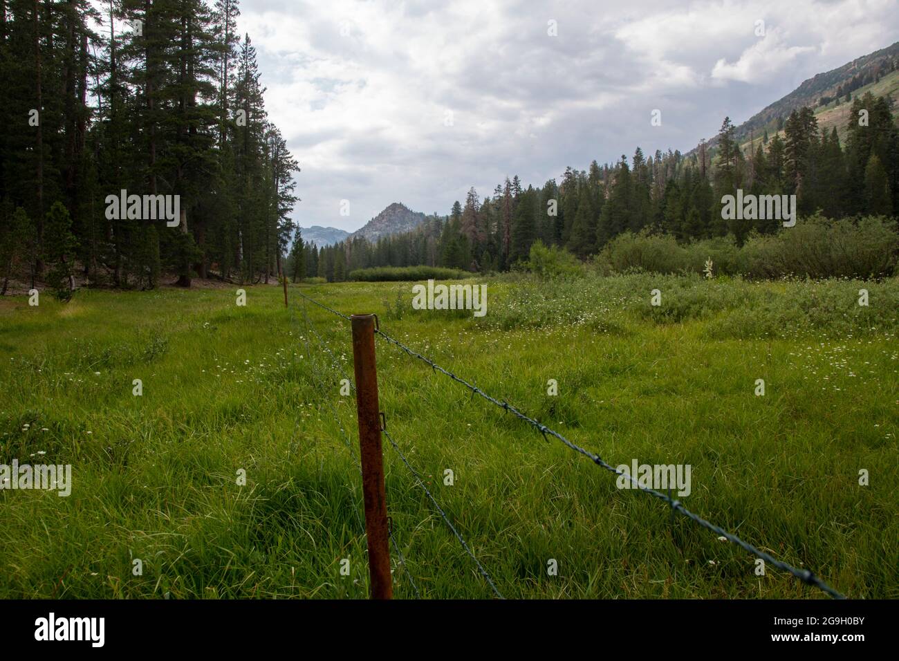 Agnew Meadows is a large field of wildflowers near Devil's Postpile ...