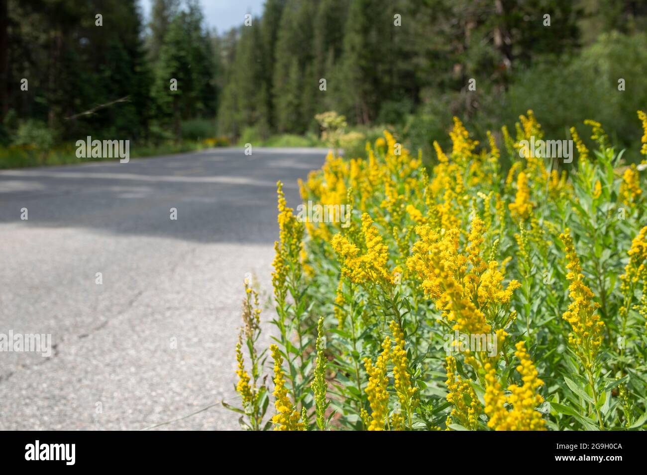 Agnew Meadows is a large field of wildflowers near Devil's Postpile ...
