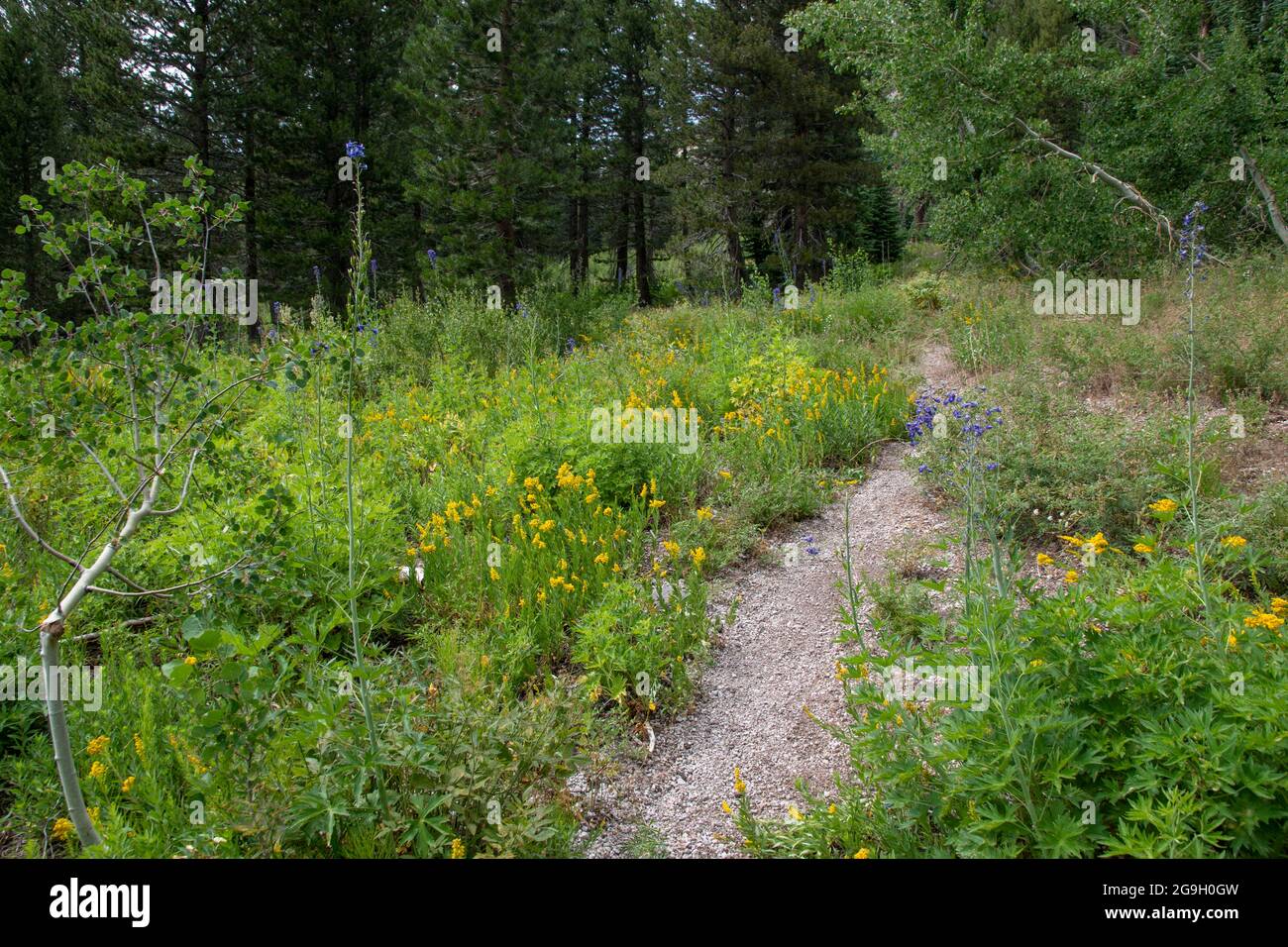 Purple pink nevada wildflowers hi-res stock photography and images - Alamy
