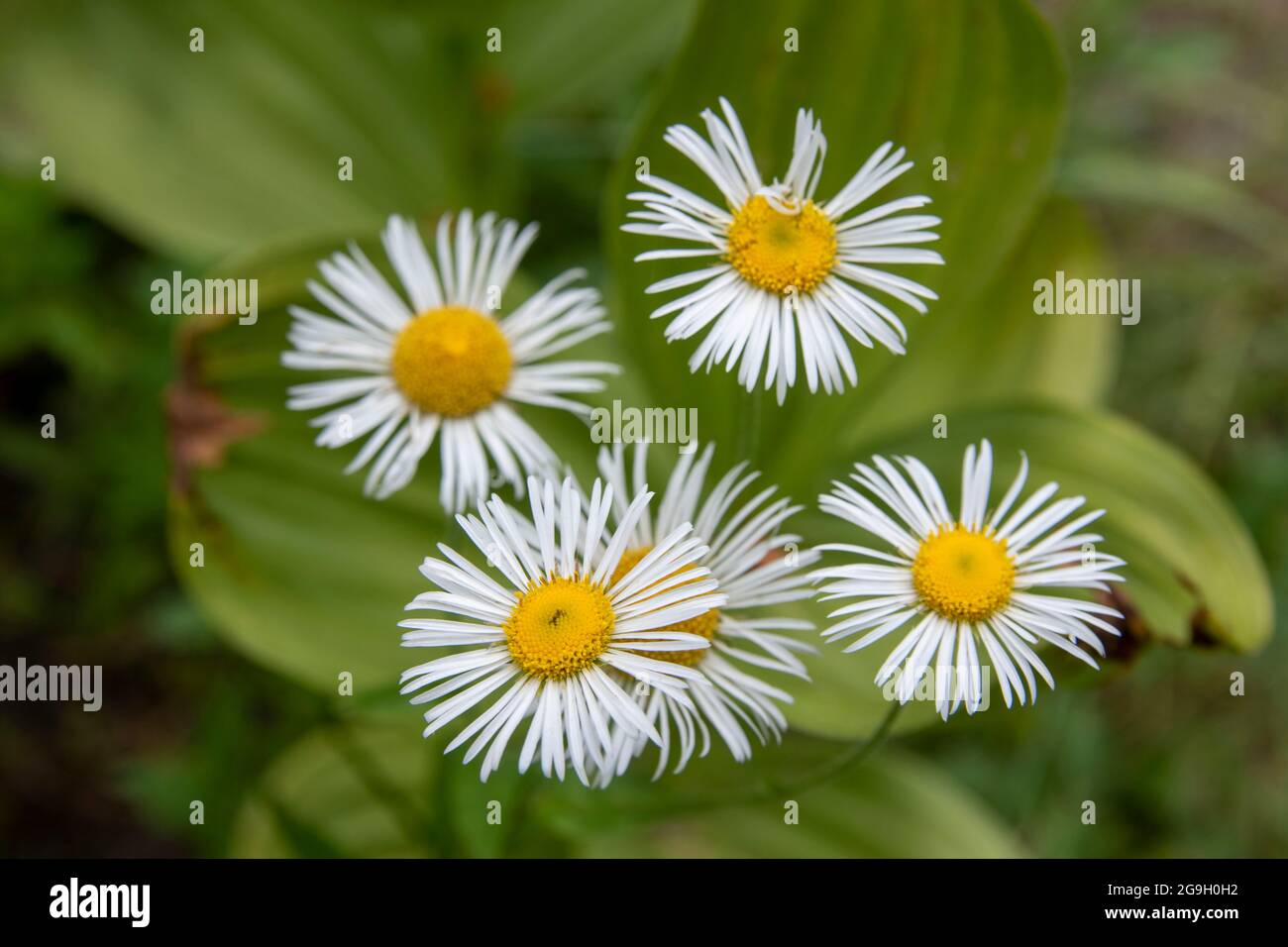Agnew Meadows is a large field of wildflowers near Devil's Postpile ...