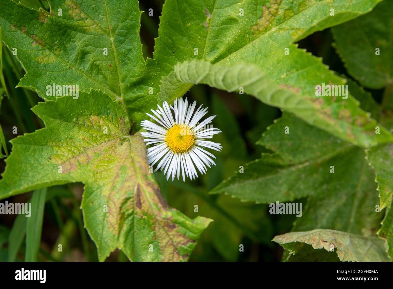 Agnew Meadows is a large field of wildflowers near Devil's Postpile ...