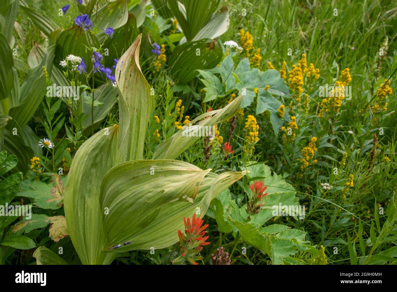 Agnew Meadows is a large field of wildflowers near Devil's Postpile ...