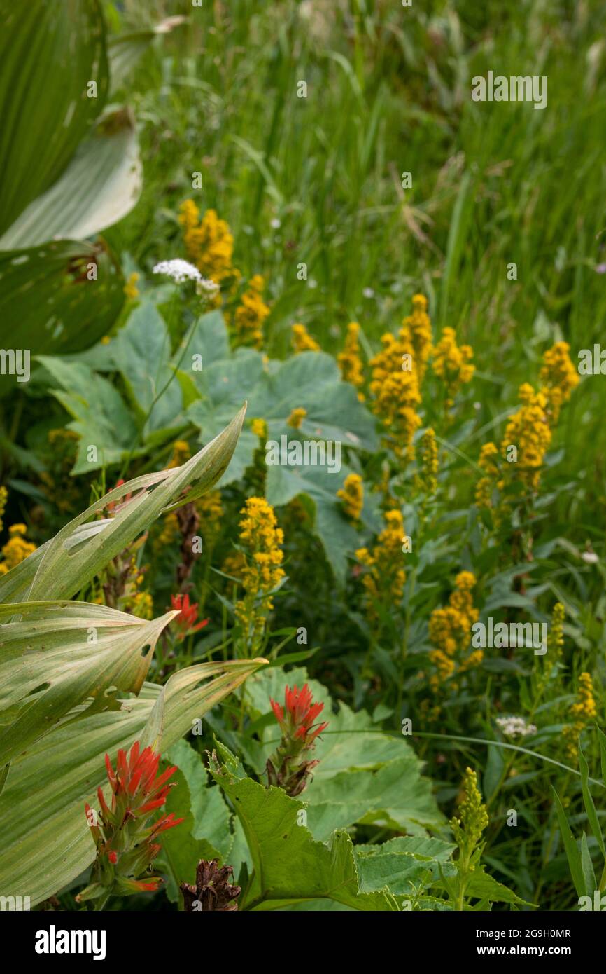 Agnew Meadows is a large field of wildflowers near Devil's Postpile ...