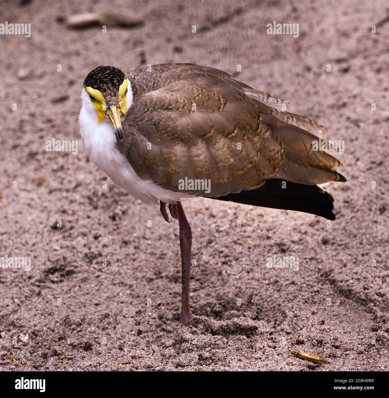 Masked Lapwing (Vanellus miles), native to Australia Stock Photo - Alamy
