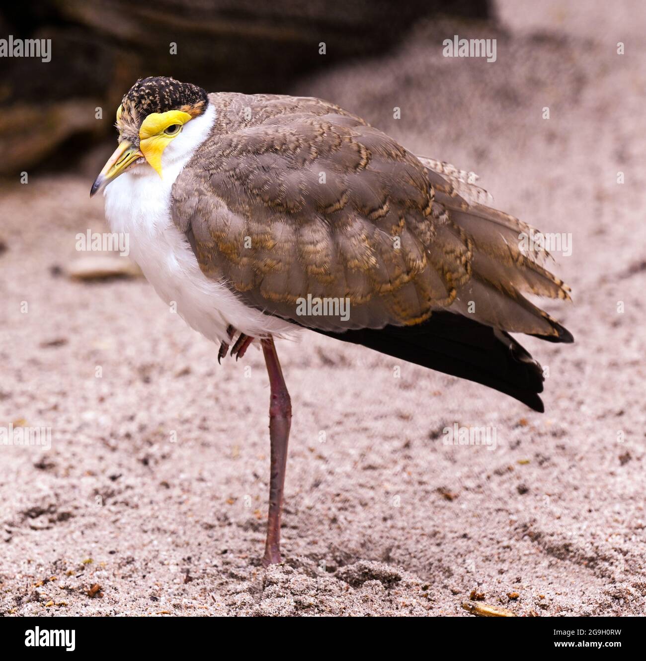 Adult Masked Lapwing High Resolution Stock Photography and Images - Alamy