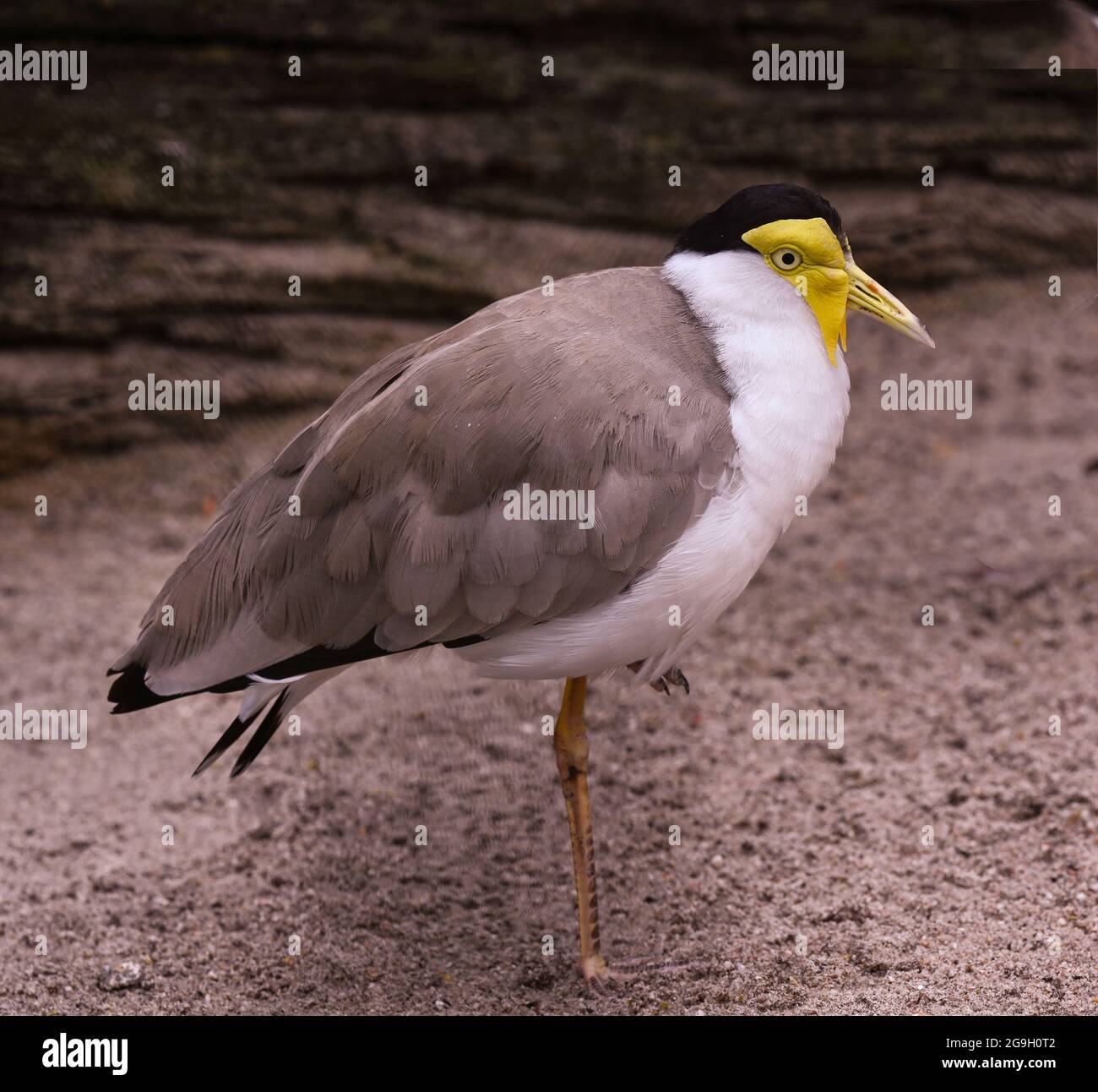 Masked Lapwing (Vanellus miles), native to Australia Stock Photo - Alamy