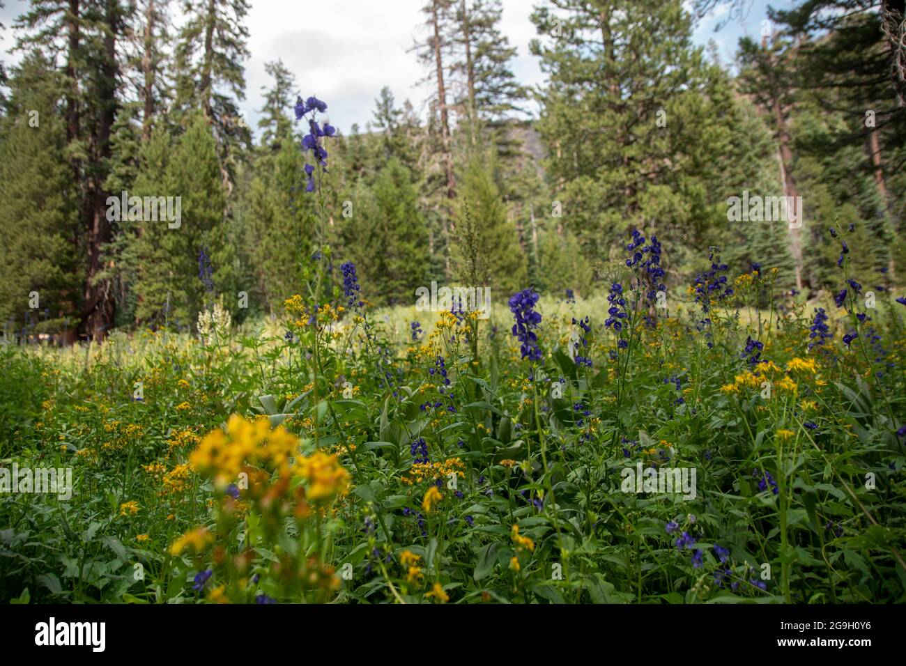 Agnew Meadows is a large field of wildflowers near Devil's Postpile ...