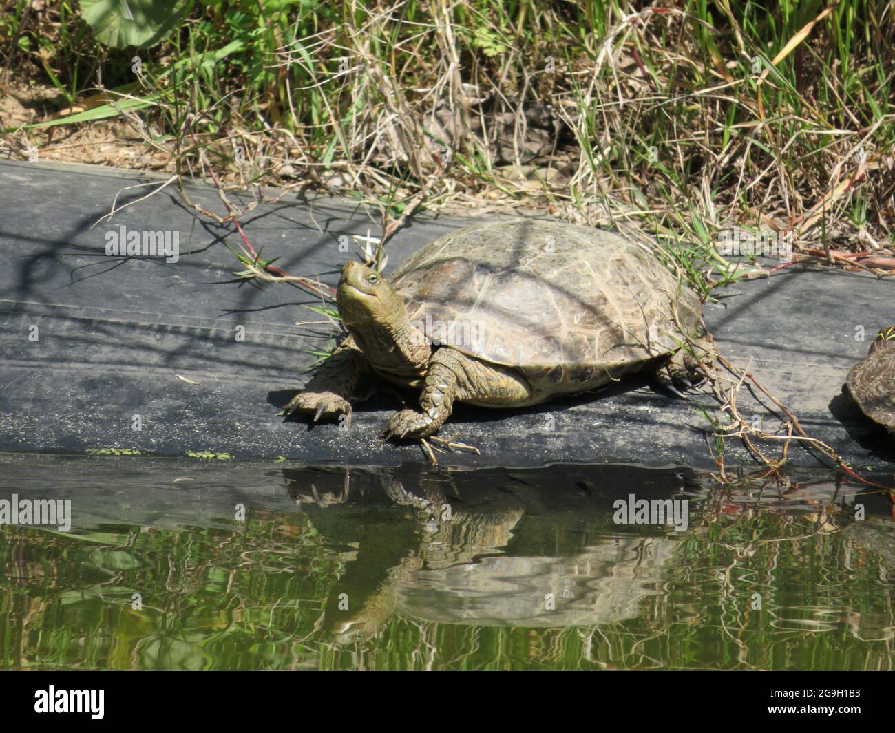 Tortuga leprosa hi-res stock photography and images - Alamy