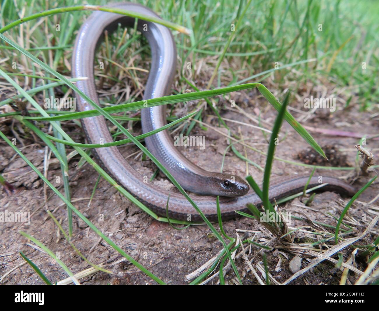 Slow worm (Anguis fragilis) male in nature Stock Photo - Alamy