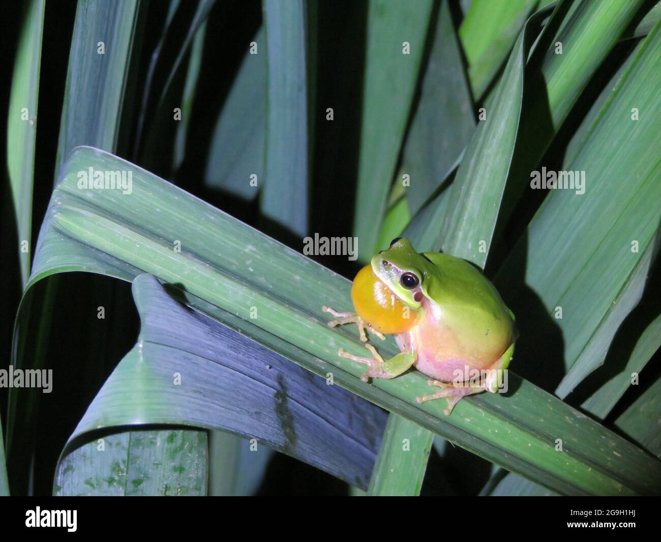 Mediterranean tree frog (Hyla meridionalis) singing in a plan Stock ...
