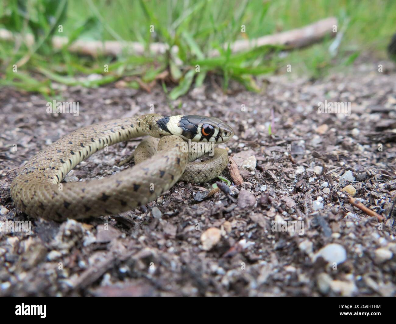 European Grass snake (Natrix astreptophora) macroshot in ground Stock ...
