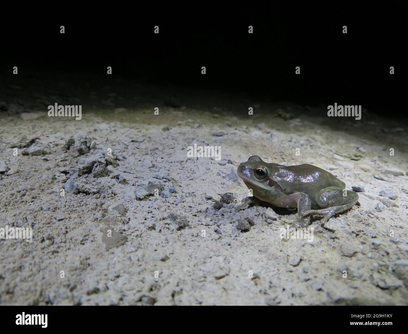 Mediterranean tree frog (Hyla meridionalis) grey in ground Stock Photo ...