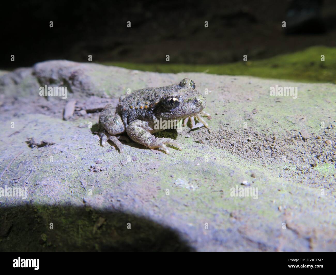 Common midwife toad (Alytes obstetricans), Sapo partero Stock Photo - Alamy