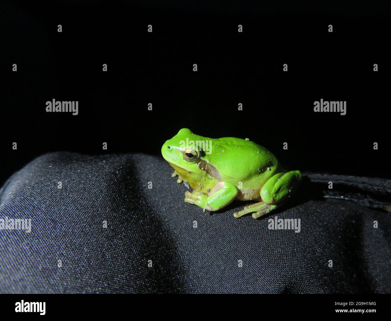 Mediterranean tree frog (Hyla meridionalis) singing in a plant Stock ...