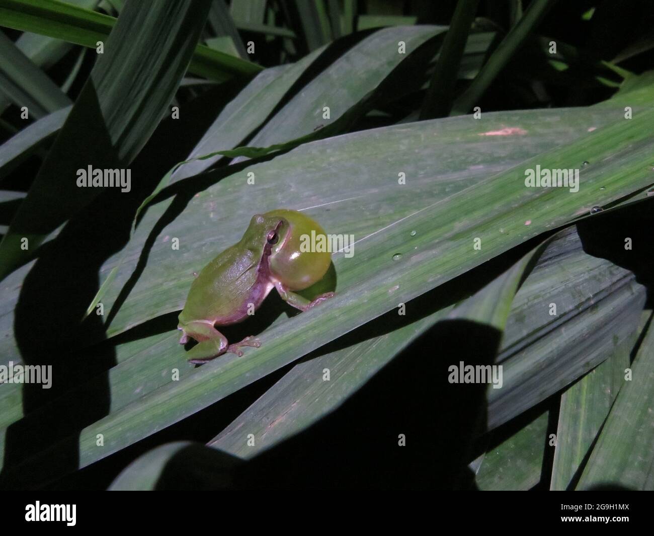 Mediterranean tree frog (Hyla meridionalis) singing in a plant Stock ...