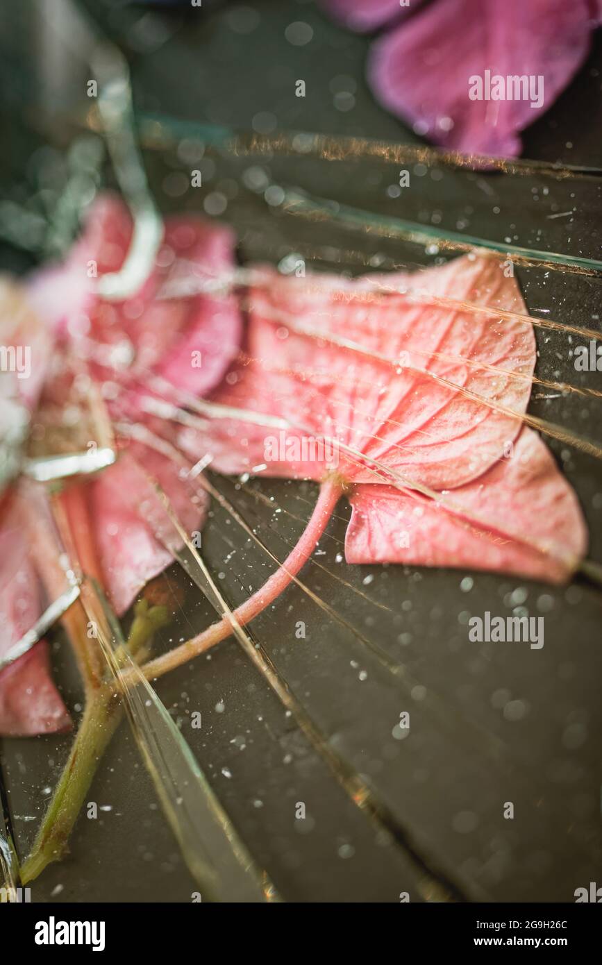 Flower petals under broken glass Stock Photo - Alamy