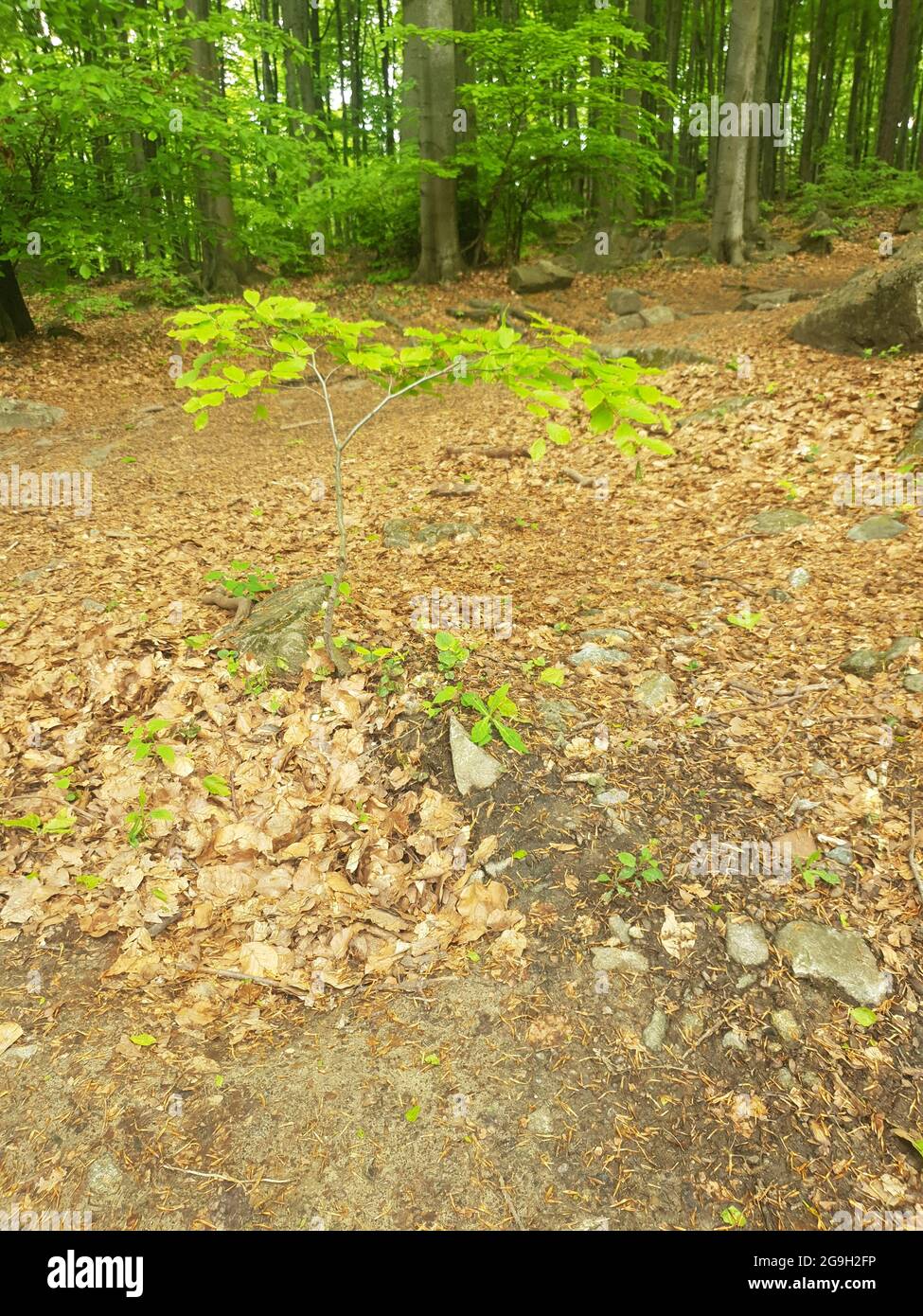 Fresh tree growing in the forest in daylight Stock Photo - Alamy