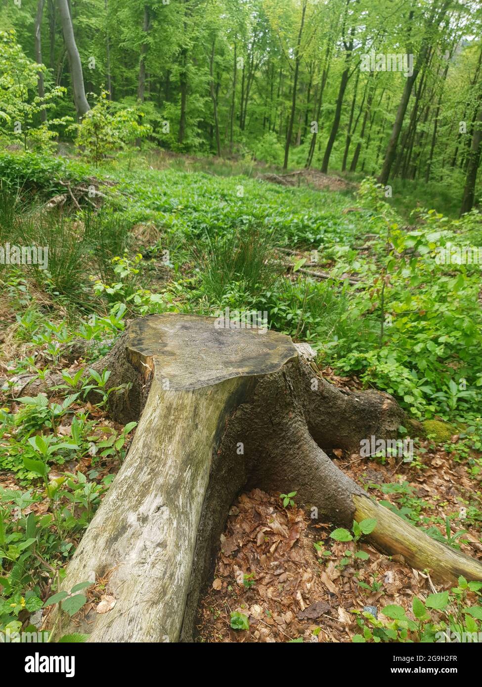 Cut tree in a forest in daylight Stock Photo - Alamy