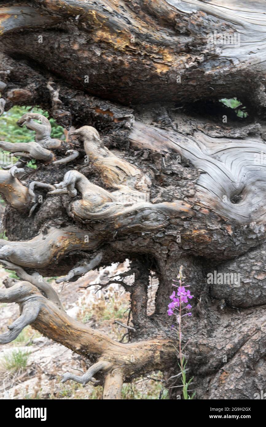 Devil's Postpile National Monument features unique basalt formations ...