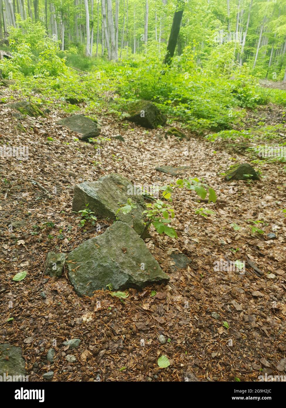 Rocks in a forest in daylight Stock Photo - Alamy