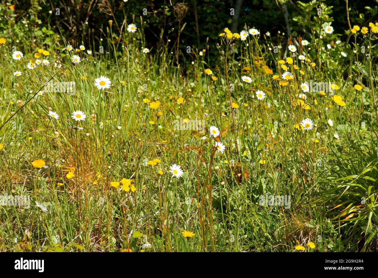 Early summer wildflowers growing on a red sandstone bank Stock Photo ...