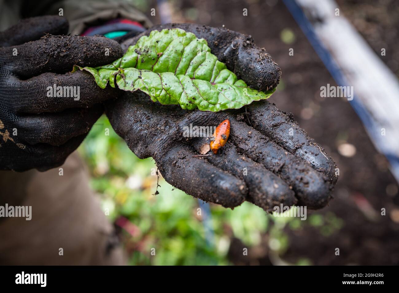 farmer's hands showing an insect picked up from the earth called a pupa ...