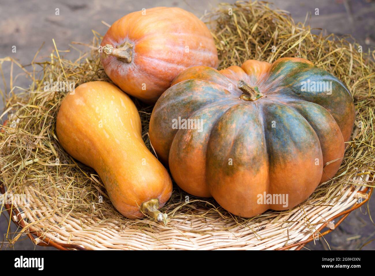 Three fresh whole pumpkins of different shapes laying on hay Stock ...