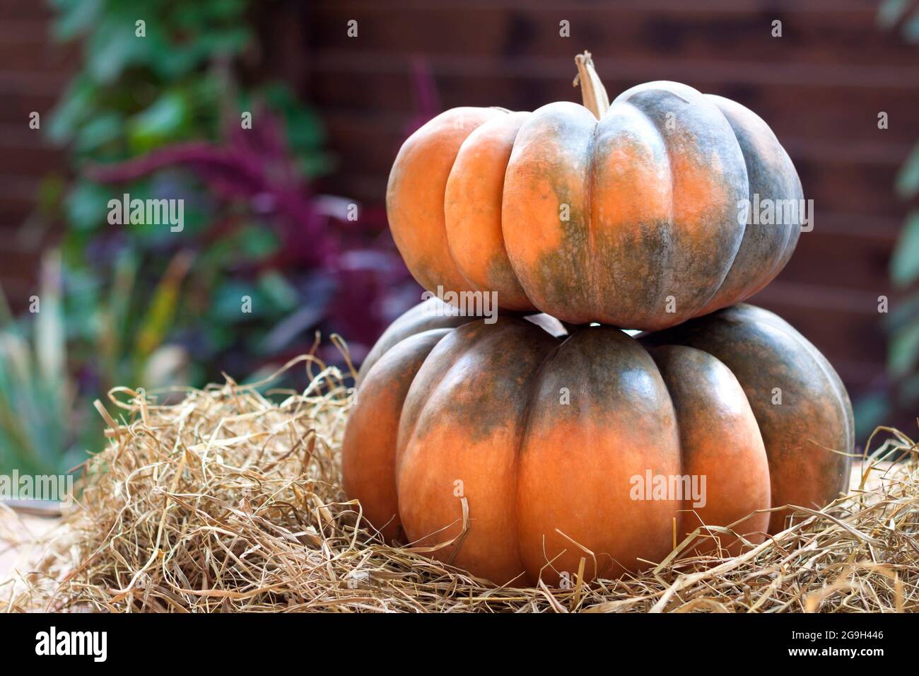 Two fresh whole pumpkins laying on hay Stock Photo - Alamy