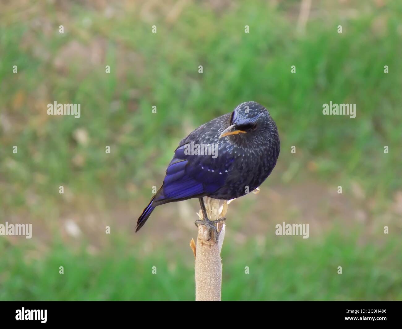 Purple thrush hi-res stock photography and images - Alamy