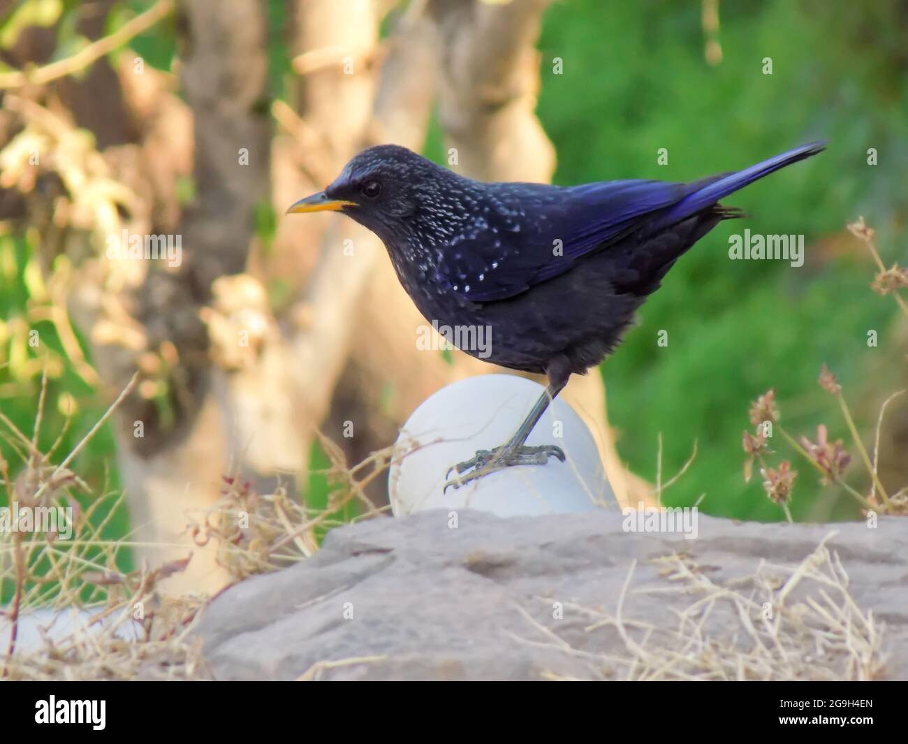 Purple thrush hi-res stock photography and images - Alamy