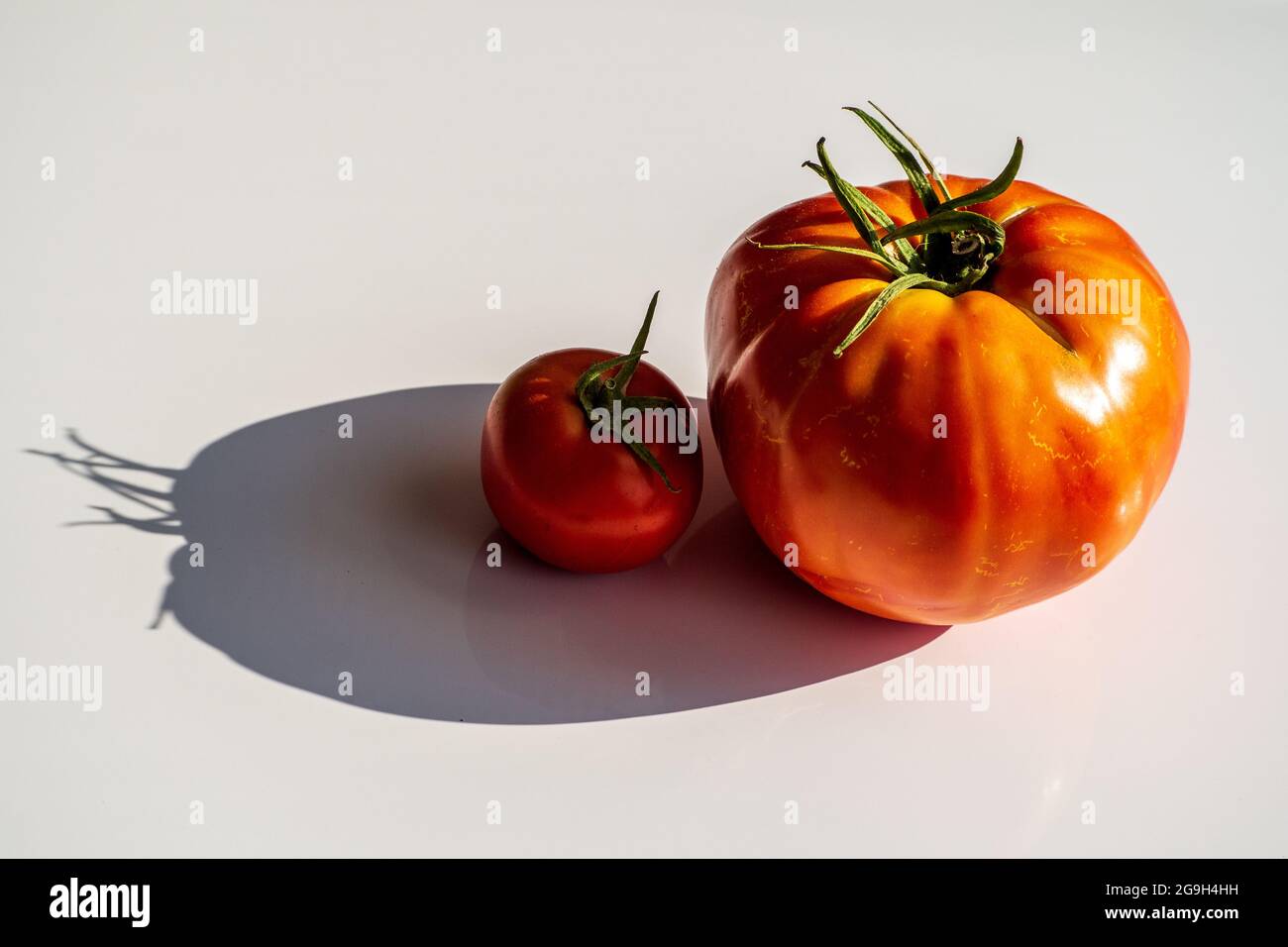 organic tomato and its shade Stock Photo - Alamy