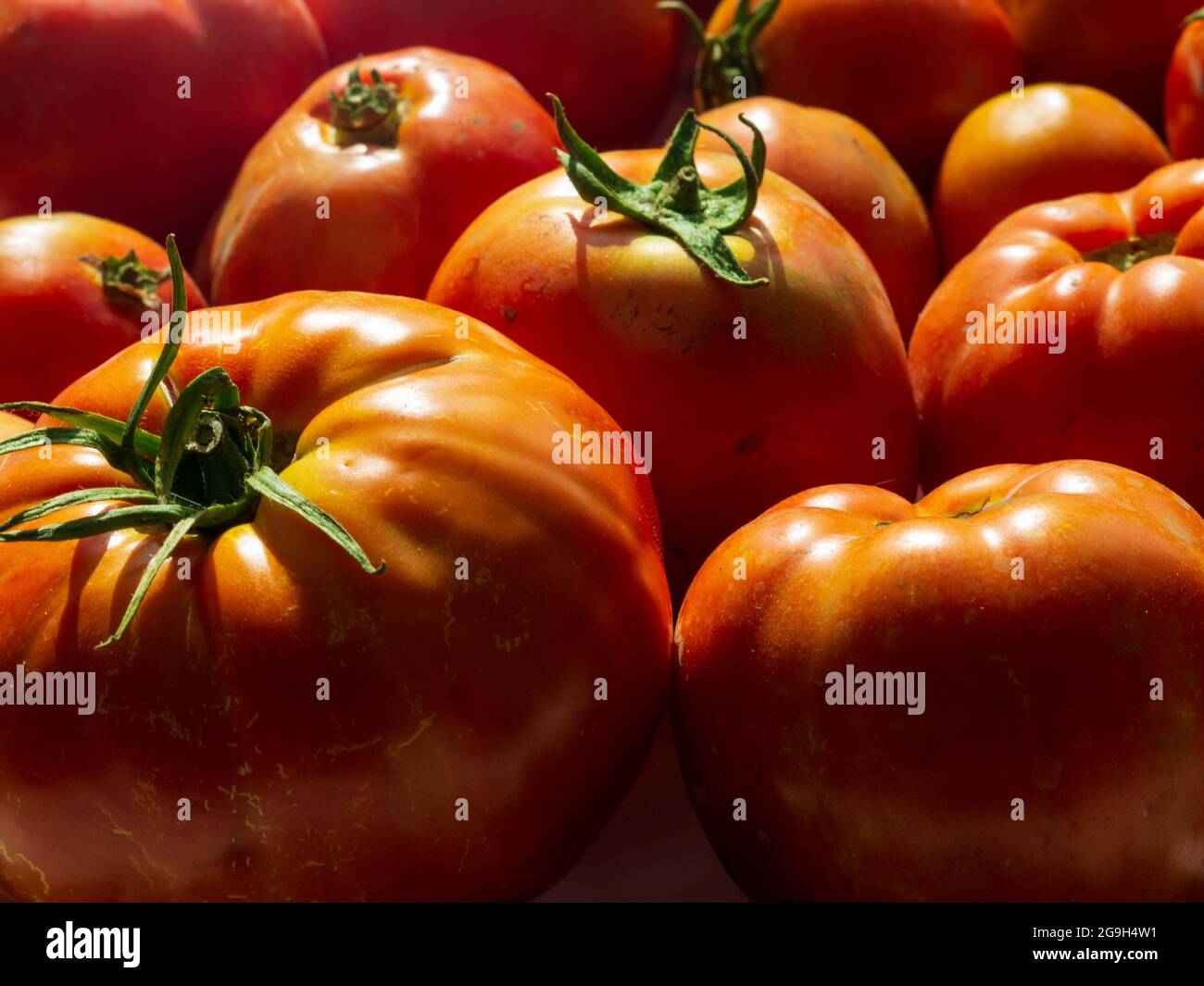 freshly picked organic tomatoes from the field Stock Photo - Alamy