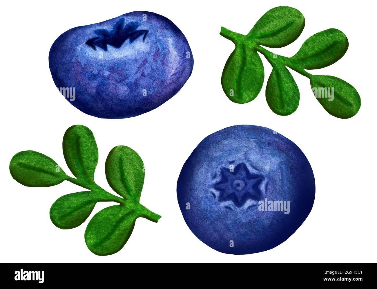Sweet blueberry watercolor set. Fresh organic bilberry side and top ...
