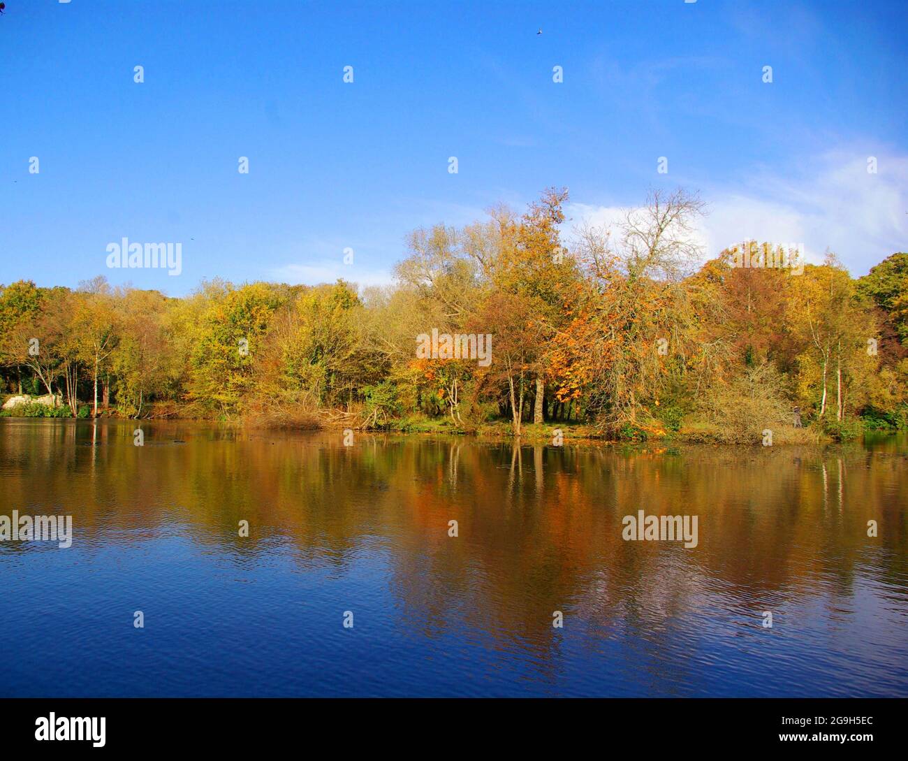 Autumn trees at Leigh Park Gardens Stock Photo - Alamy