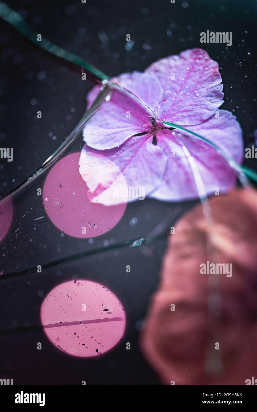 Flower petals under broken glass Stock Photo - Alamy