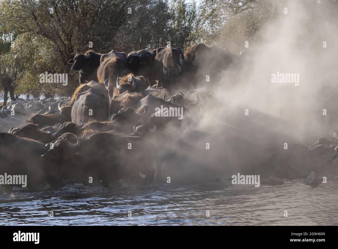 Muscular buffalo hi-res stock photography and images - Alamy